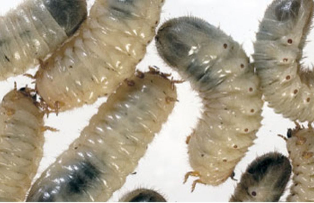 Pachnoda marginata larvae (Box) | Furðufuglar og fylgifiskar ...