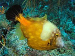 Clown Filefish M | Furðufuglar og fylgifiskar - Gæludýraverslun