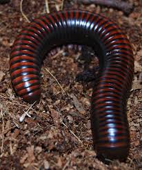 Red Banded Millipede ML | Furðufuglar og fylgifiskar - Gæludýraverslun