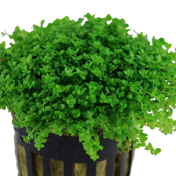 Micranthemum callitrichoides ´Cuba’ – in Pot | Furðufuglar og ...